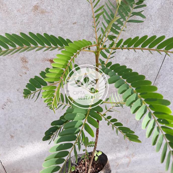 Jual Sab@Ng Bibit Pohon Bunga Turi Putih Tanaman Kembang Outdoor Daun ...