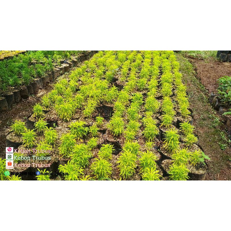 Jual Tanaman Hias Taman Brokoli Kuning - Pohon Brokoli Kuning | Shopee ...