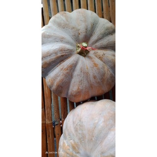 Jual waluh kuning labu kuning harga per kg | Shopee Indonesia