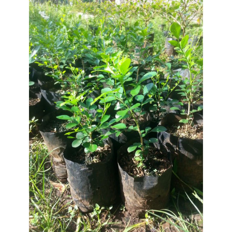 Jual KEMUNING JEPANG (25CM) | Shopee Indonesia