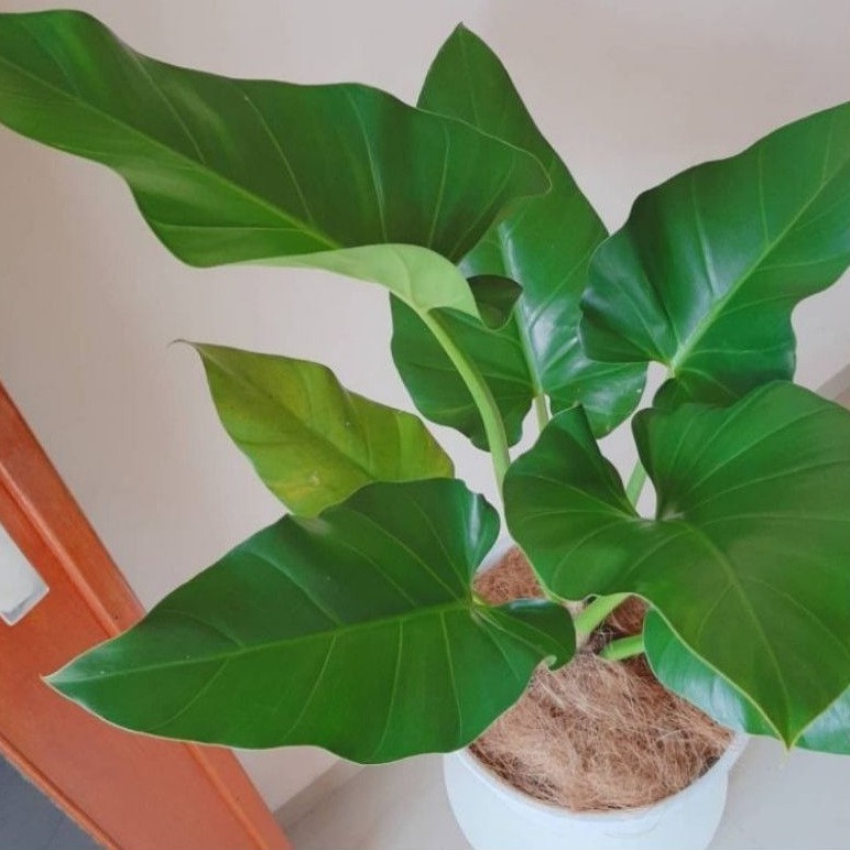 Jual NEW Tanaman Hias Philodendron Marbel / Tanaman Hidup Philo Marble ...