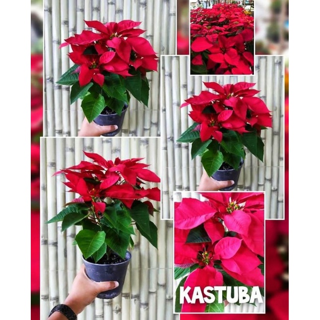 Jual Tanaman hias hidup bunga kastuba - tanaman pot bunga kastuba merah | Shopee Indonesia