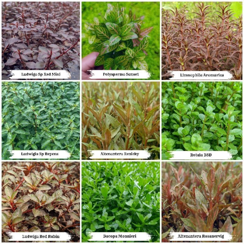 Jual Paket mix 100 batang tanaman stemplant | Shopee Indonesia Jual Paket mix 100 batang tanaman stemplant | Shopee Indonesia
