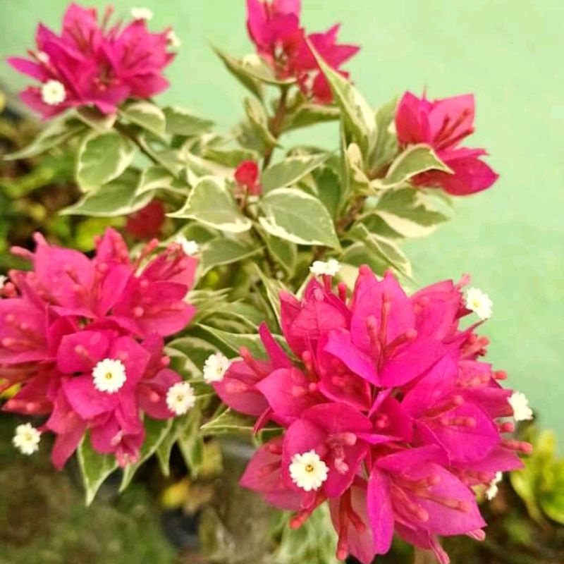 Jual Bibit Tanaman Hias Bougenville Singapore Varigata Merah Fanta ...