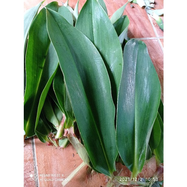 Jual Daun pacing segar obat herbal alami 250 grm | Shopee Indonesia