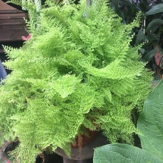 Jual Tanaman Hias Pakis Embun Pakis Boston (tanaman hidup bunga hidup ...