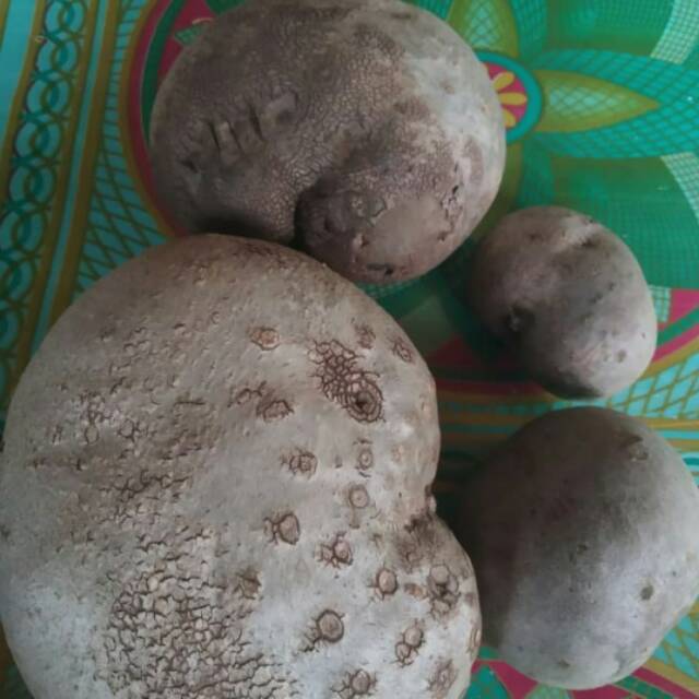 Jual Jual kentang udara atau kentang gantung 1kg | Shopee Indonesia