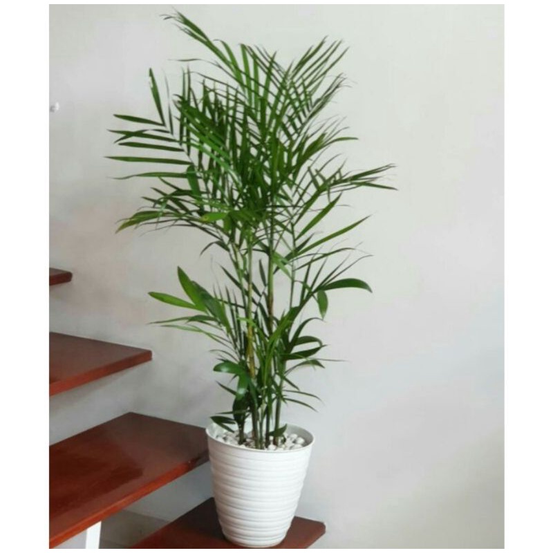 Jual Tanaman Hias Palem Komodoria 1 meter / Palem Bambu / CHAMEADOREA ...