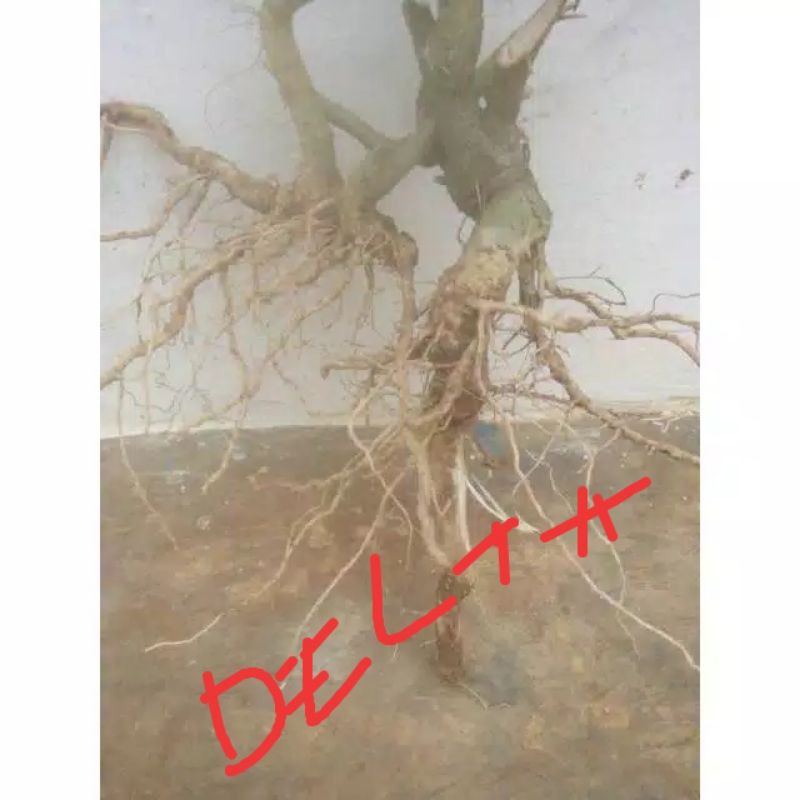 Jual AKAR TAKOKAK SEGAR / Akar cepokak 500 gr | Shopee Indonesia Jual AKAR TAKOKAK SEGAR / Akar cepokak 500 gr | Shopee Indonesia