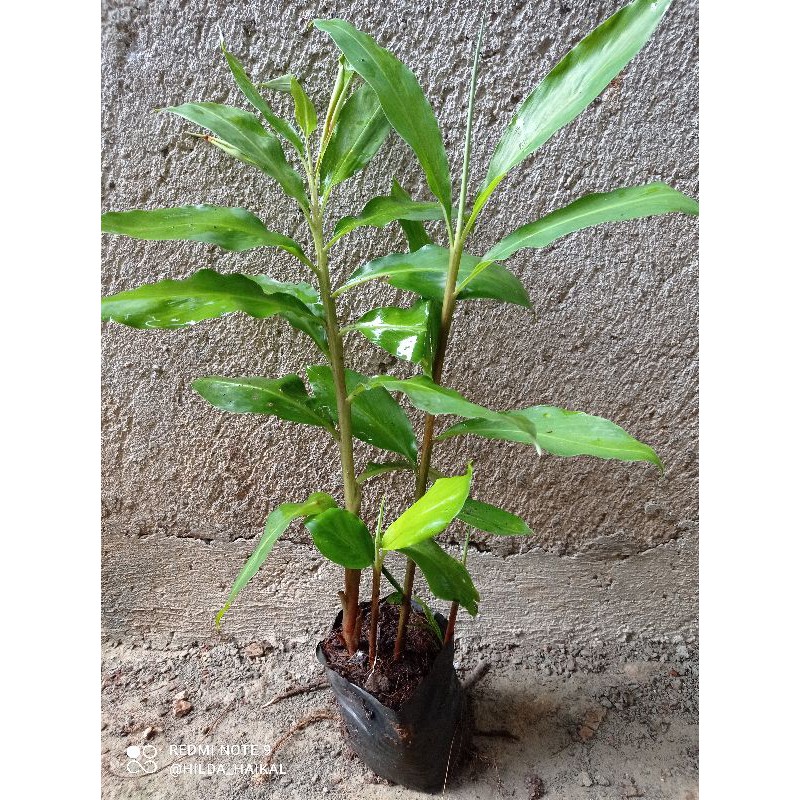 Jual pohon herbal lempuyang | Shopee Indonesia