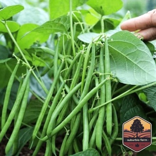 Jual Barang keren,, 20 Biji Benih Buncis Kenya Bibit Buncis Baby Tidak ...