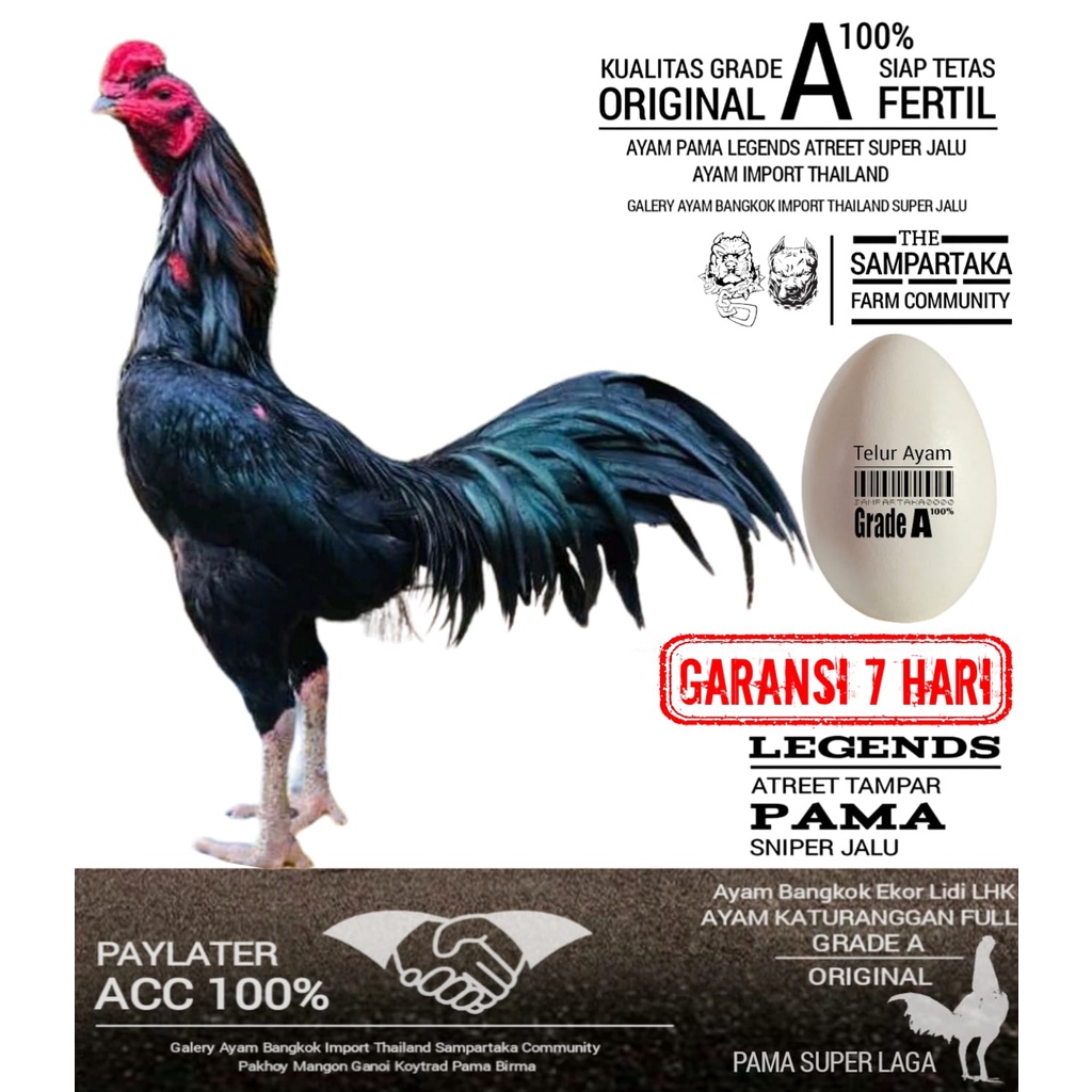 Jual telur ayam pama GRADE A tipe AK 02 black mamba | Shopee Indonesia