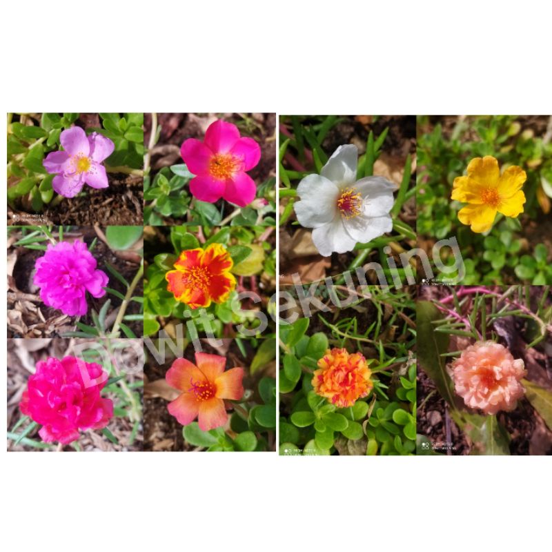 Jual Bunga krokot cantik mudah hidup/Krokot/portulaca/mossrose/benih ...