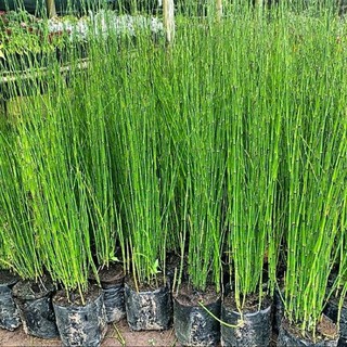 Jual Tanaman hias hidup Bambu air / tanaman lidi air - tanam hoki ...