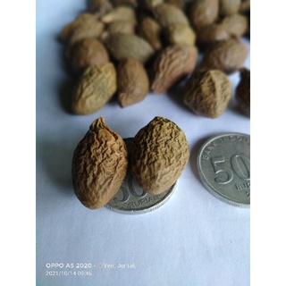 Jual Tempayang random ukuran 1 kg | Shopee Indonesia