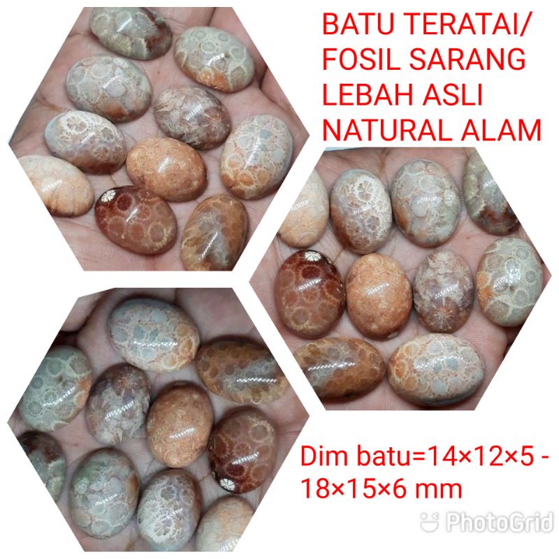 Jual BATU CINCIN TERATAI/FOSIL SARANG LEBAH ASLI BATU NATURAL ALAM ...