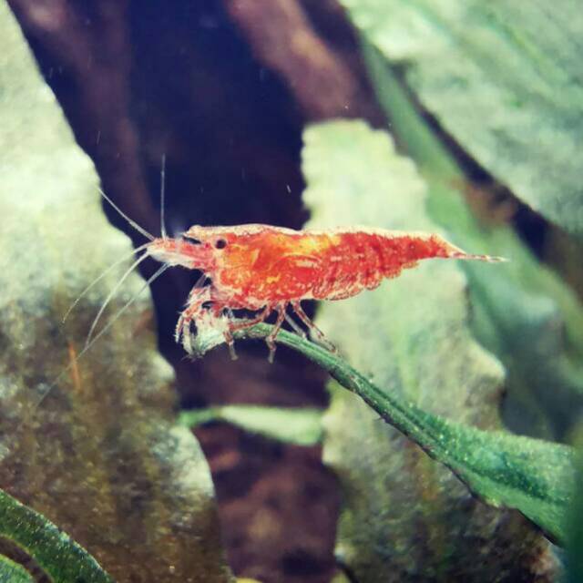 Budidaya Udang Cherry - InfoAkuakultur.com