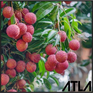 Jual Benih Leci Merah 10 Gram Biji Lychee Bibit Tanaman Buah Fruit Seed ...
