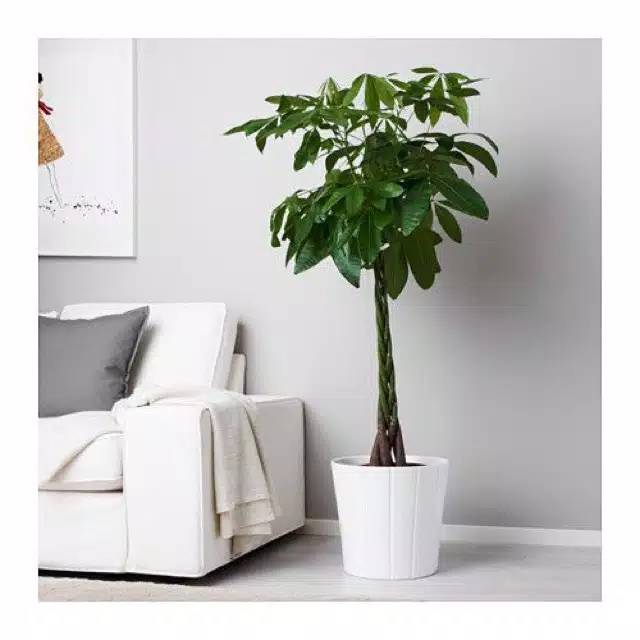 Jual Tanaman pacira kepang 9 pohon karet pacira pathcira money tree ...