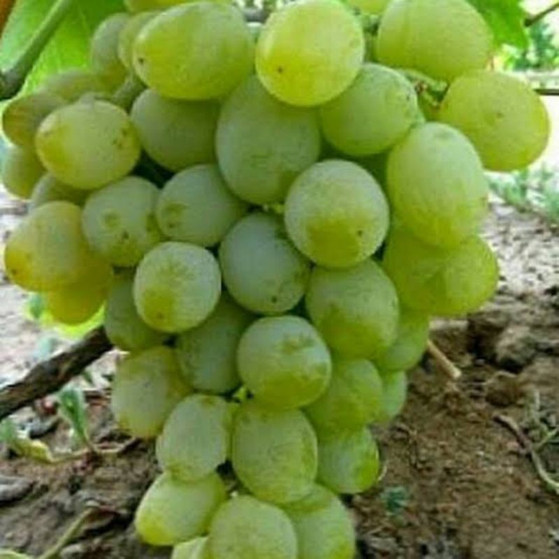 Jual BIBIT ANGGUR IMPORT HAROLD Indonesia|Shopee Indonesia