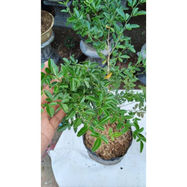 Jual Jeruk Kingkit ( Triphasia Trifolia) | Shopee Indonesia