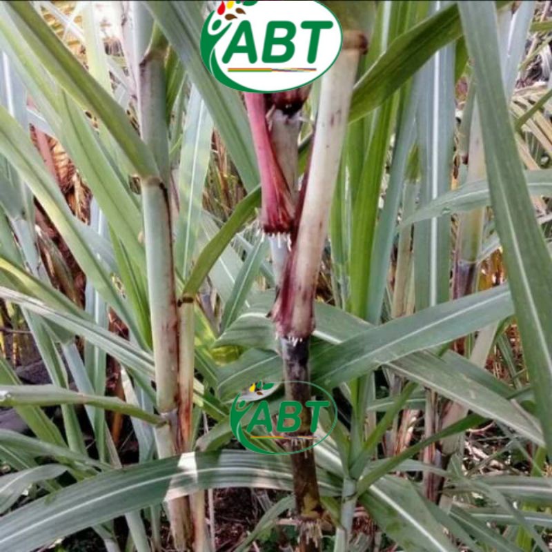 Jual BIBIT BATANG STEK BENIH TRUBUK TELUR TEBU ENDOG TIWU DELUWAKA ...