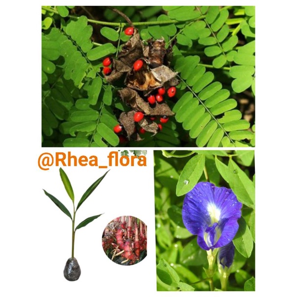 Jual Paket 3 Tanaman Herbal - pohon bunga teleng - pohong kecombrang ...