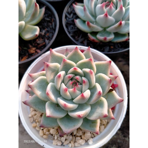 Harga Cihua Terbaru Desember 2022 |BigGo Indonesia