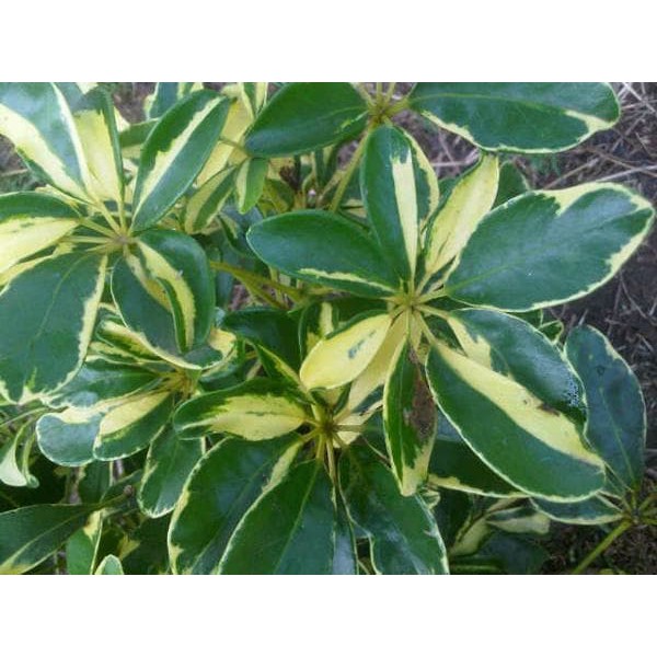 Jual Bibit Tanaman Hias Pohon Wali Songo Variegata | Shopee Indonesia