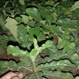 Jual Tanaman tapak Liman - pohon tapak Liman - daun tapak liman ...