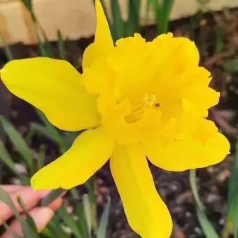 tanaman hias Airis bunga kuning - pohon airis | Shopee Indonesia