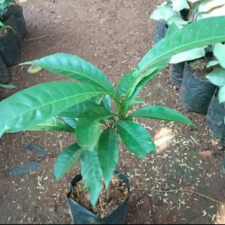 Jual Pohon sawo mentega pohon campolay | Shopee Indonesia