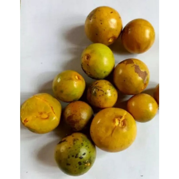 Jual JUAL BUAH CAMPOLEH SEGAR PER 300g | Shopee Indonesia