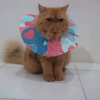 Jual Collar kucing baju kucing kalung kucing | Shopee Indonesia