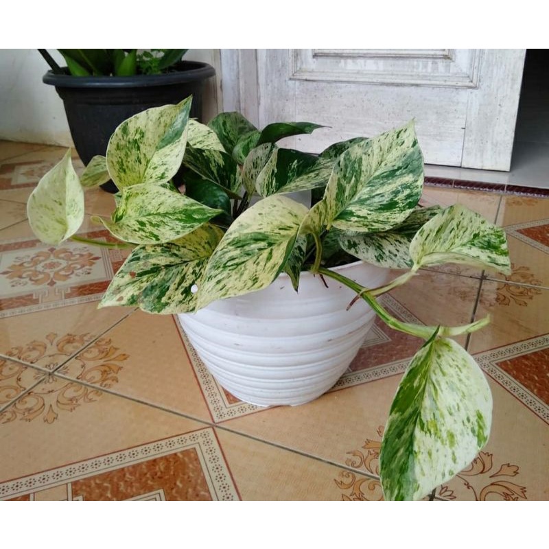 Jual tanaman hias epiperum marble queen variegata/Srigading marble ...