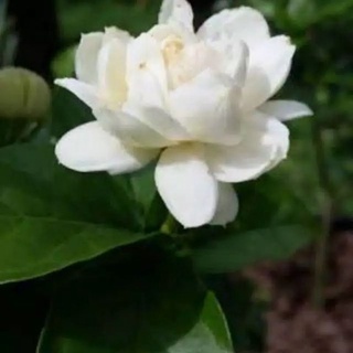 Jual tanaman hias bunga ceplok piring / kaca piring putih | Shopee ...