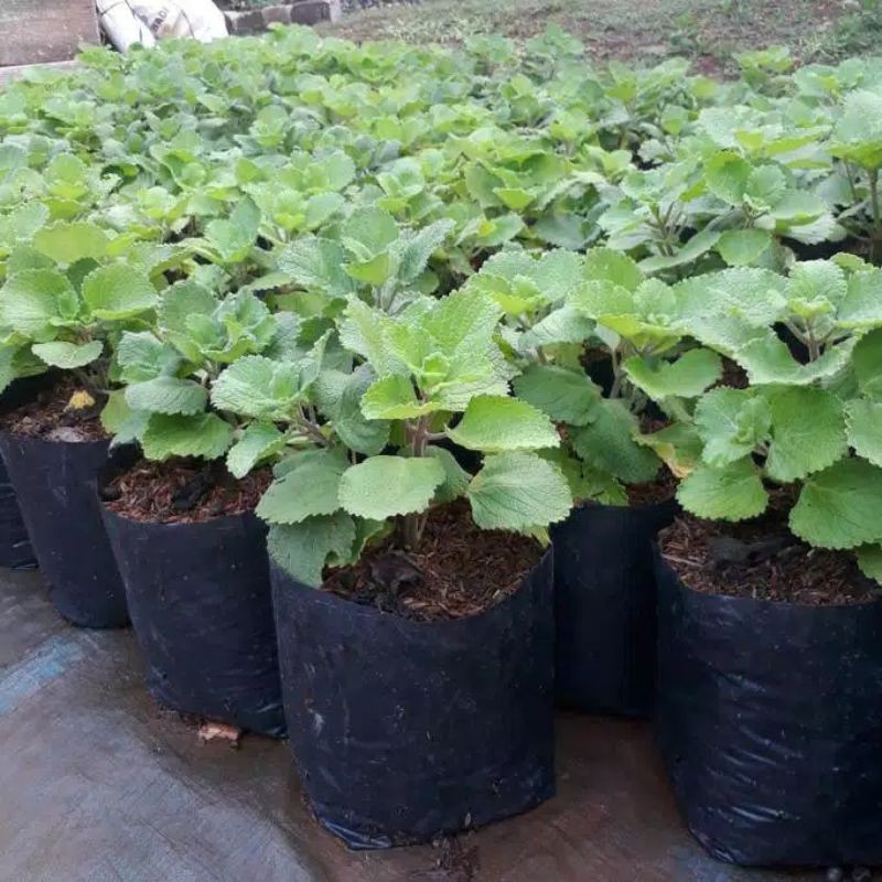 Jual Bibit Pohon Torbangun / bangun bangun | Shopee Indonesia