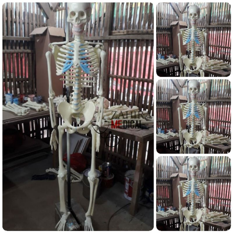 Jual PHANTOM MANIKIN KERANGKA MANUSIA | Shopee Indonesia