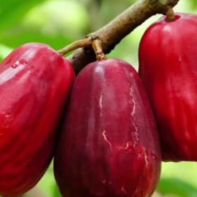 Jual Bibit Pohon Jambu Jamaika - Buah Jambu Jamaika Tanaman Jambu Bol ...