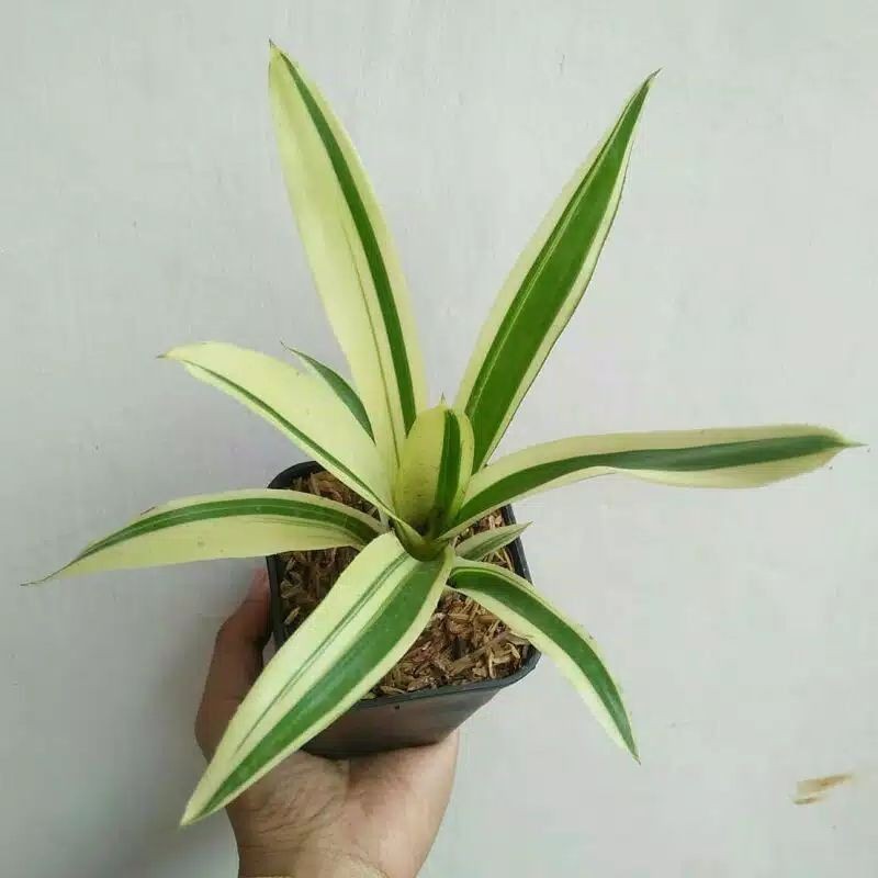 Jual BROMELIA VARIEGATA/JAGUNG | Shopee Indonesia