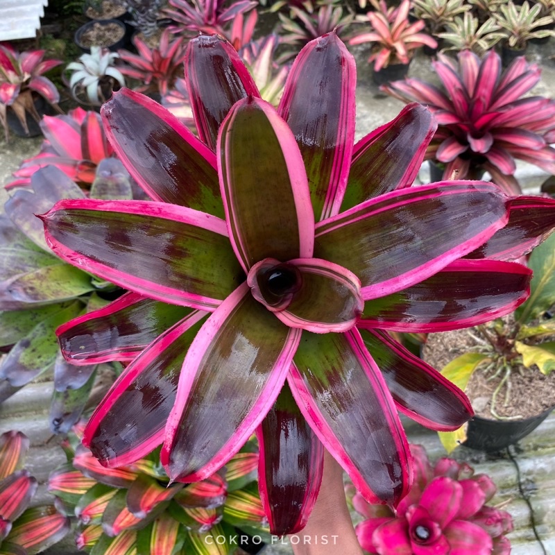 Jual Bunga Bromelia Neoregelia Luna | Shopee Indonesia