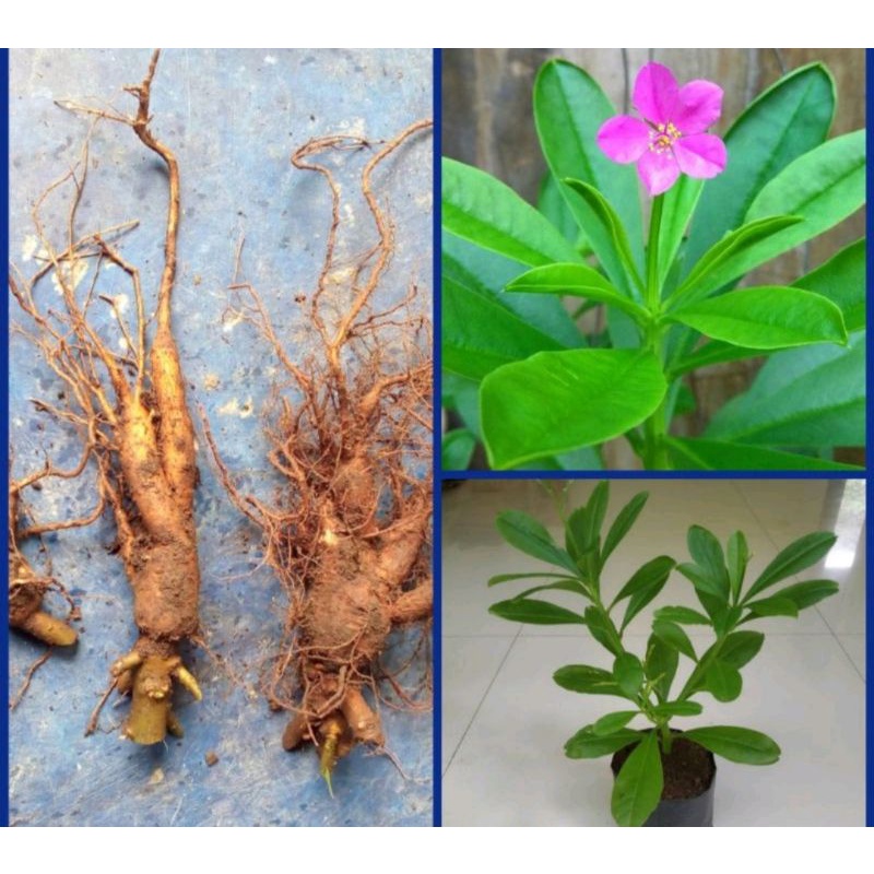 Jual Tanaman Obat Ginseng Jawa Bibit Ginseng Jawa Som Jawa | Shopee ...