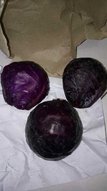 Kol Merah / Kol Ungu / Kubis Merah / Kubis Ungu / Red Cabbage Fresh 1kg ...