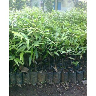 Jual Bibit Tanaman Pohon Kayu Damar | Shopee Indonesia