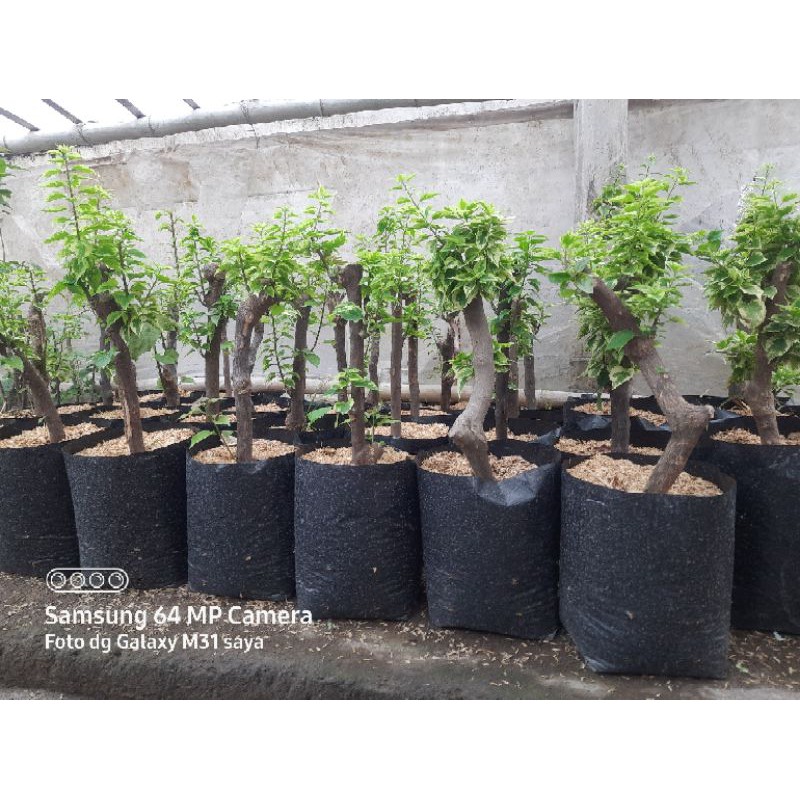 Jual Bougenville Singapore Varigata Kuning Merah Fanta Sambung Batang