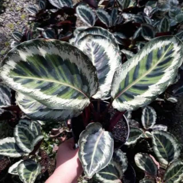 Jual Tanaman hias calathea angela pohon calathea anggela kalatea angela ...