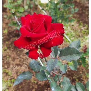 Jual Bunga mawar merah segar/bunga mawar potong tangkai panjang(harga ...