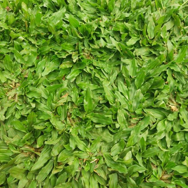 Axonopus Compressus Dwarf