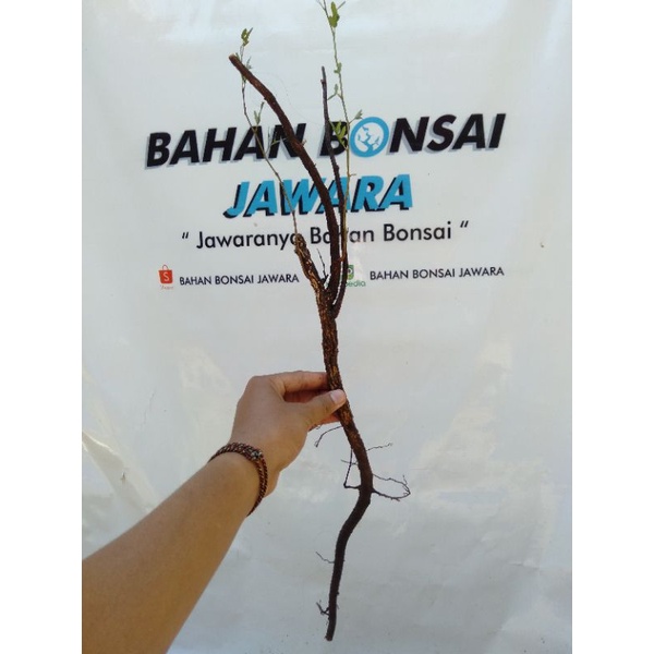 Jual Bonsai Asem Jawa Bahan Dongkelan Mame | Shopee Indonesia