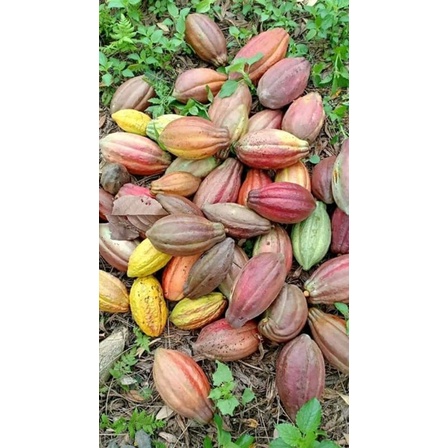 Jual Biji bibit Coklat Kakao Unggul 1 kg tahan PBK dan VSD | Shopee ...